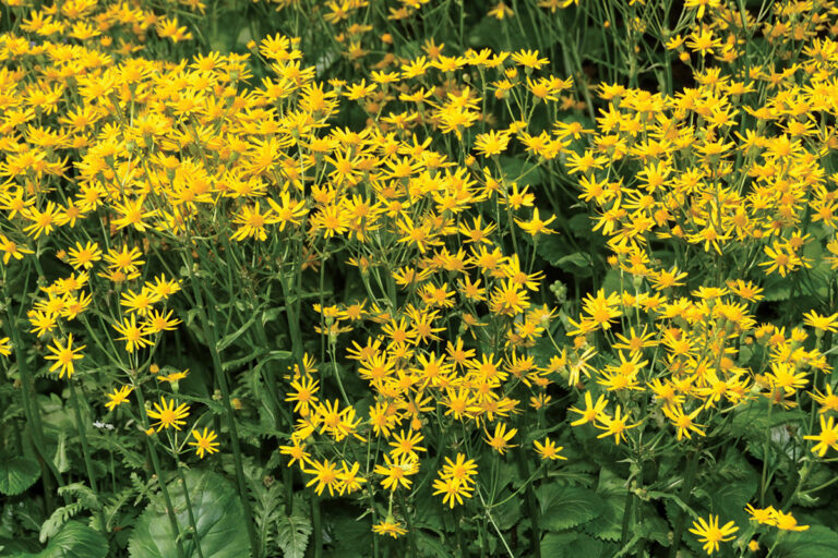 The Best Ground-Cover Plants for Attracting Pollinators - Fine Gardening