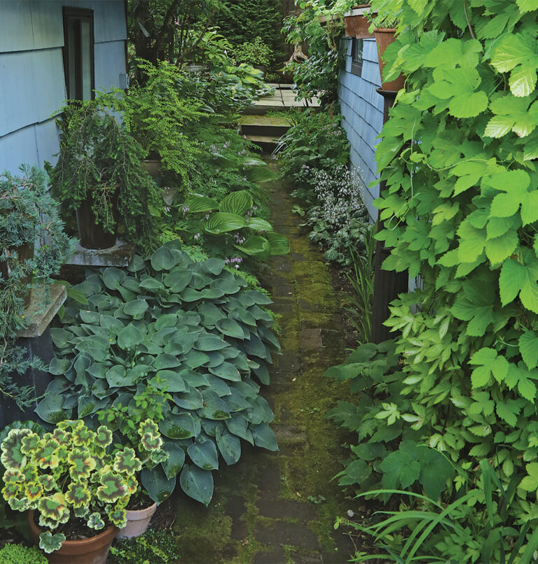How to Design a Serene and Immersive Garden Oasis - Fine Gardening