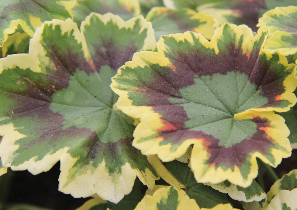 9 Foliage Plants You Can’t Live Without - Fine Gardening