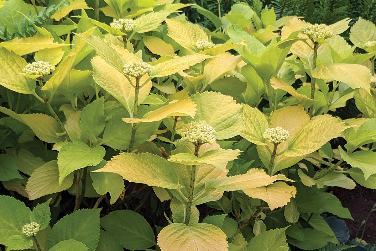 9 Foliage Plants You Can’t Live Without - Fine Gardening