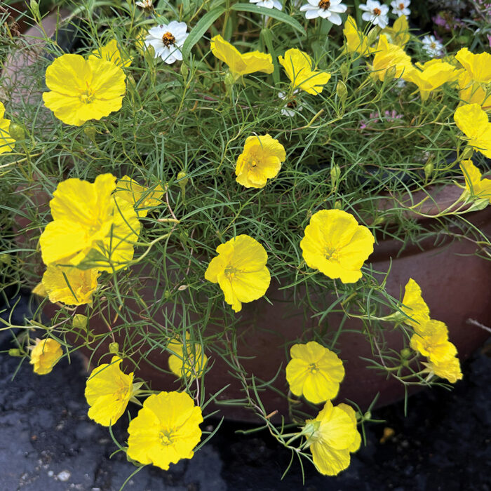 Ladybird® Sunglow Texas Primrose Is a Low-Care Perennial with Cheerful ...