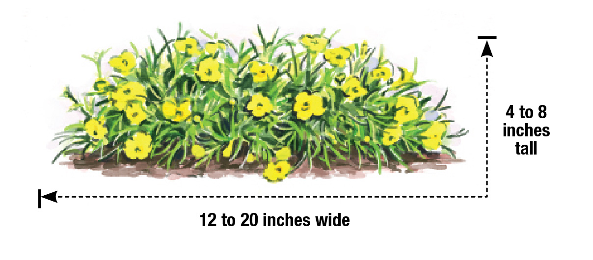 Ladybird® Sunglow Texas Primrose Is a Low-Care Perennial with Cheerful ...