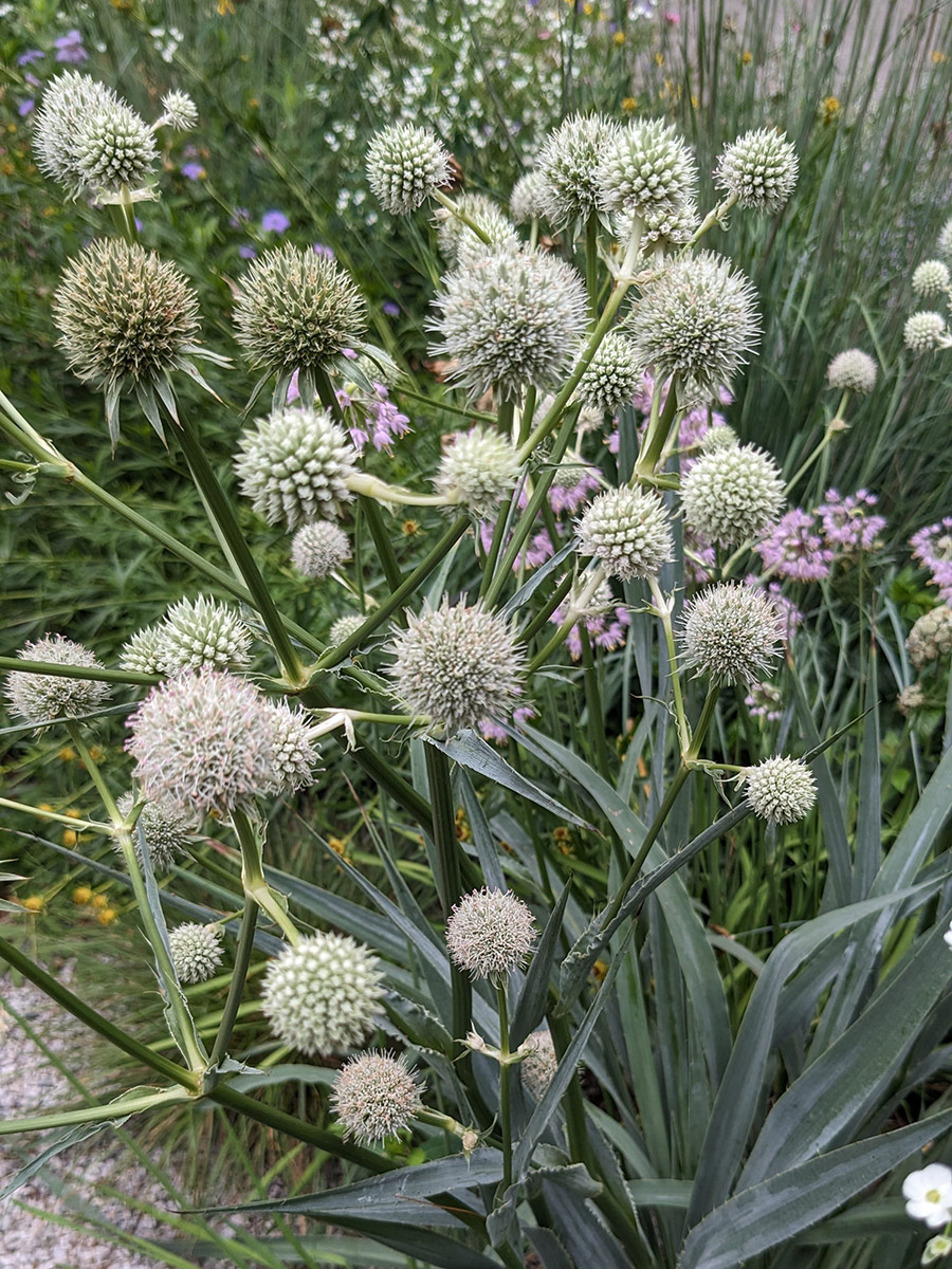 Episode 153: Compact Plants for Tight Spaces - Fine Gardening