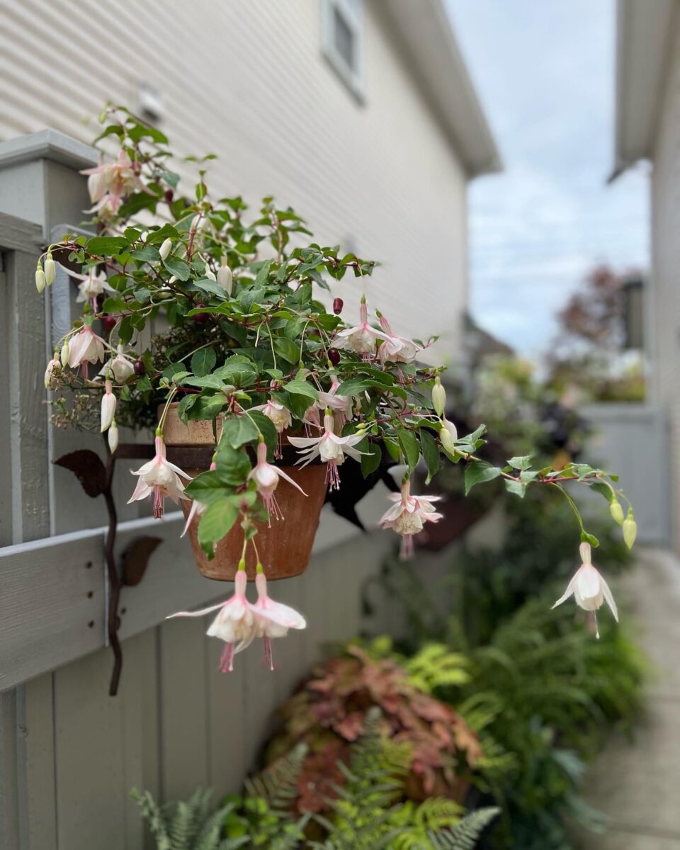 Fall in the Fern Fairway - Fine Gardening