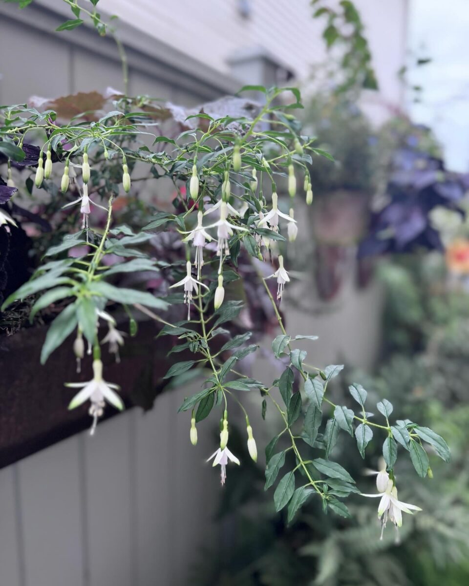 Fall in the Fern Fairway - Fine Gardening