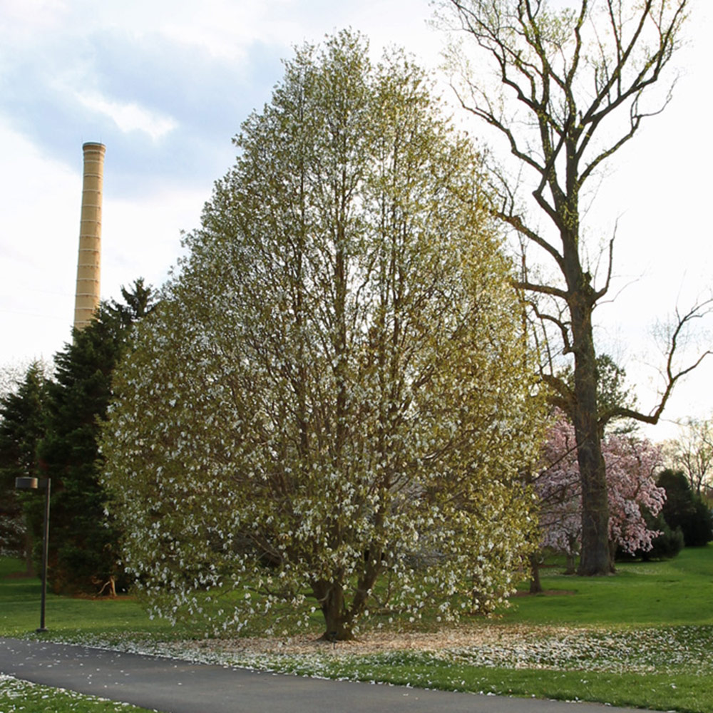 Magnificent Magnolias for Mid-Atlantic Gardens - Fine Gardening