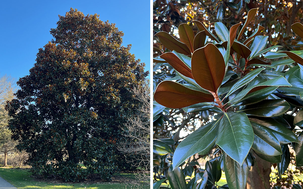 Magnificent Magnolias for Mid-Atlantic Gardens - Fine Gardening