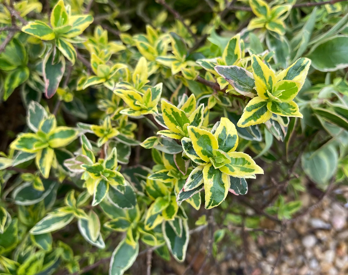 Compact Shrubs with Colorful Foliage for the Southeast - Fine Gardening