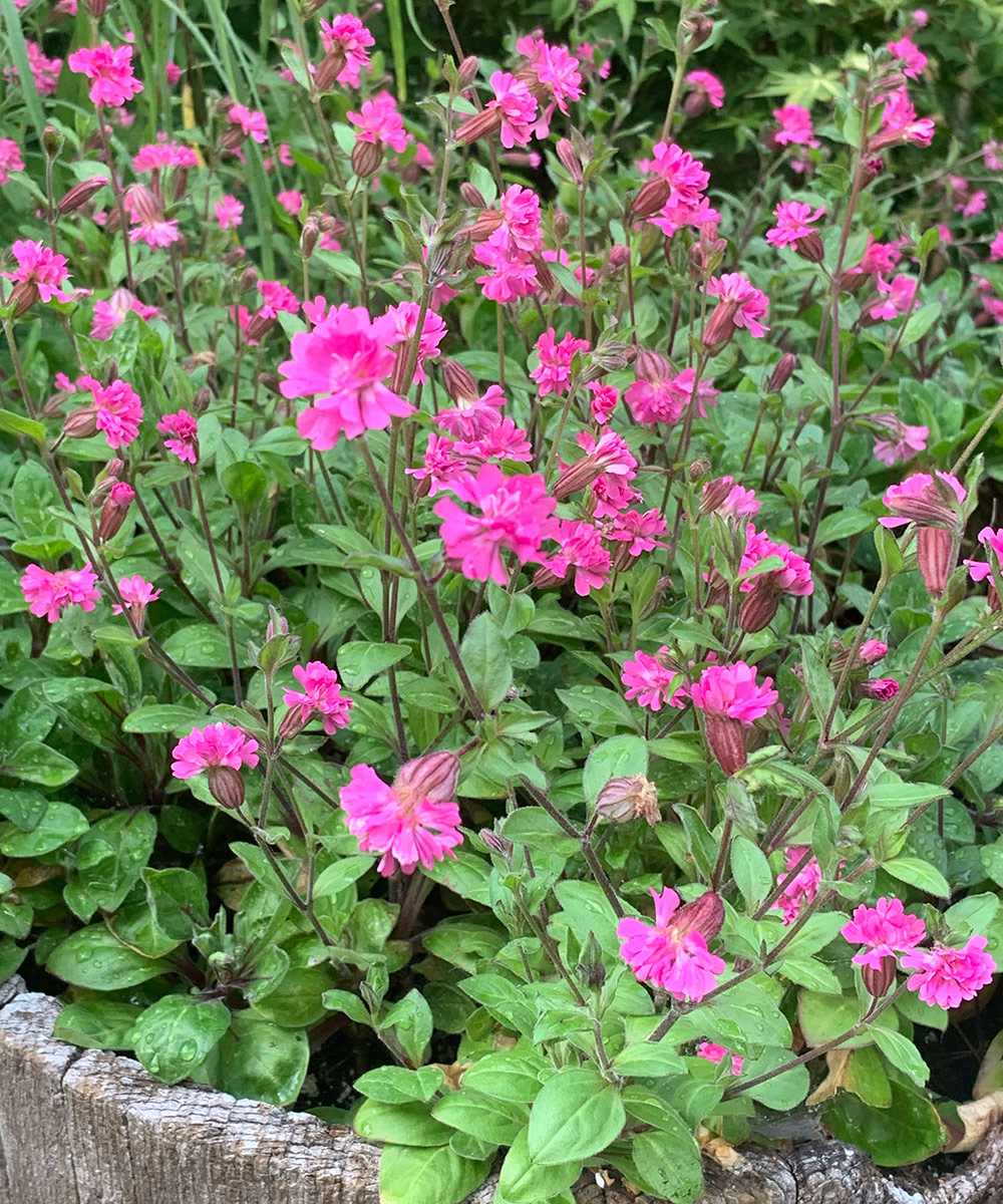 New and Unusual Annuals to Try in Your Garden This Summer - Fine Gardening