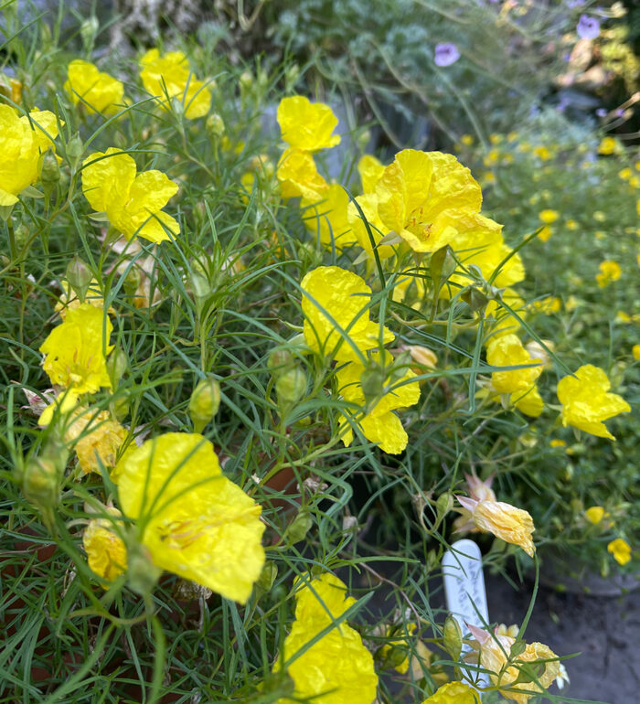 New and Unusual Annuals to Try in Your Garden This Summer - Fine Gardening