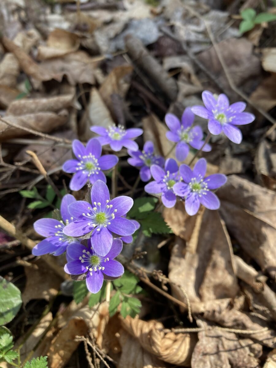 Visiting Spring in North Carolina - Fine Gardening