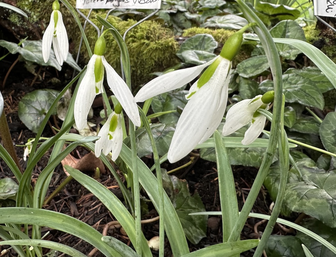 Margot’s Snowdrops - Fine Gardening