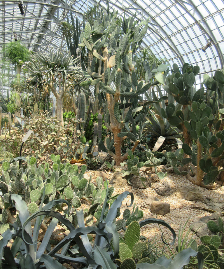 Have You Visited the Garfield Park Conservatory? - Fine Gardening