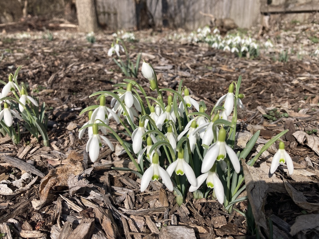 First Signs of Spring in Indiana - Fine Gardening