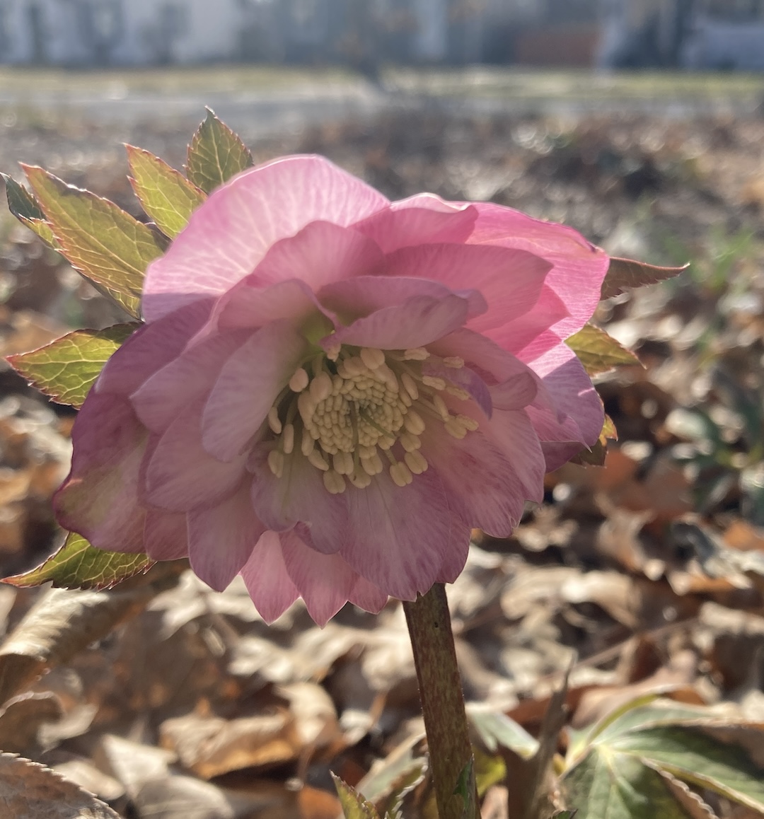 First Signs of Spring in Indiana - Fine Gardening