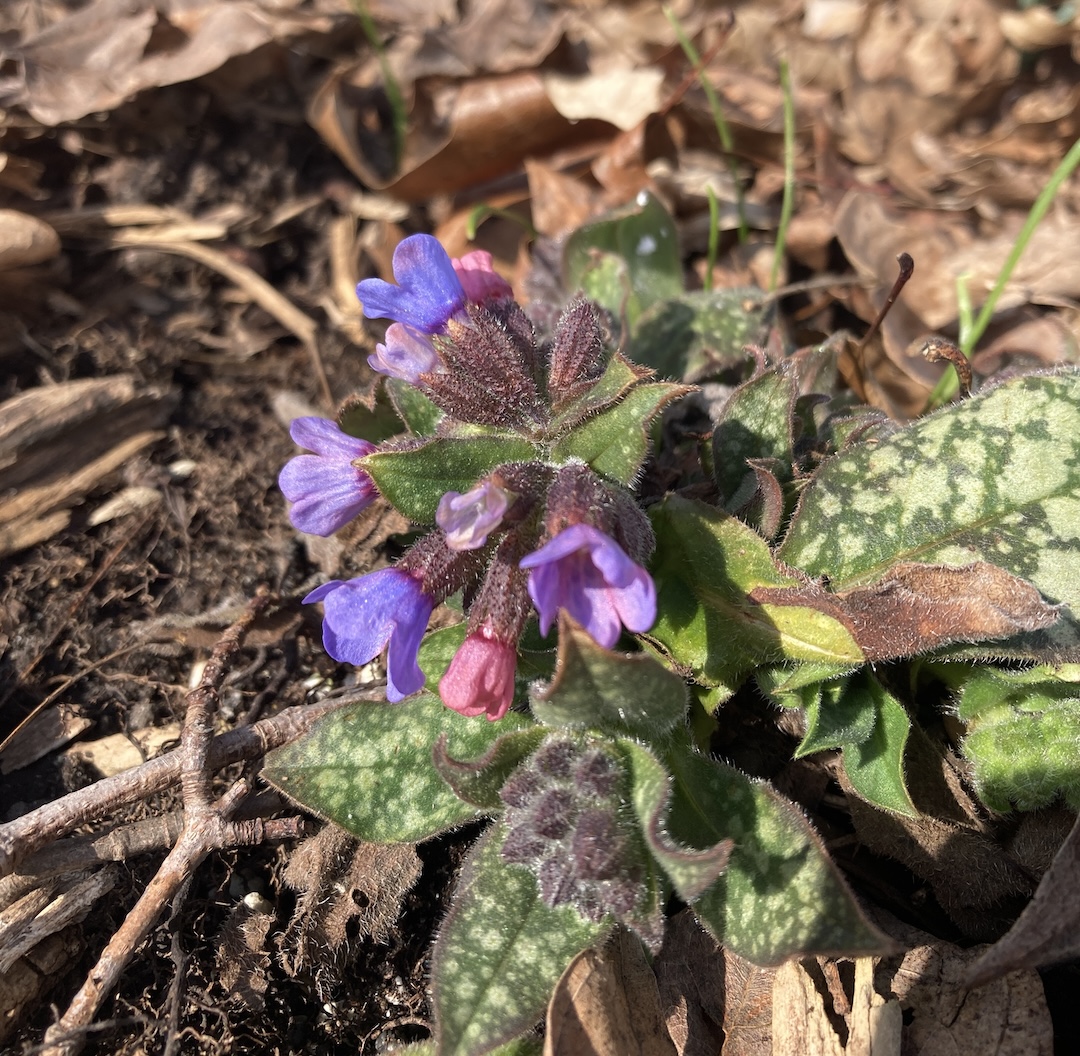 First Signs of Spring in Indiana - Fine Gardening