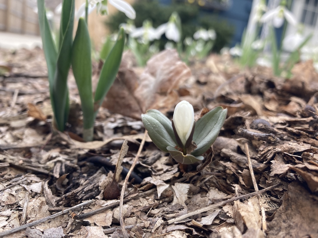 First Signs of Spring in Indiana - Fine Gardening
