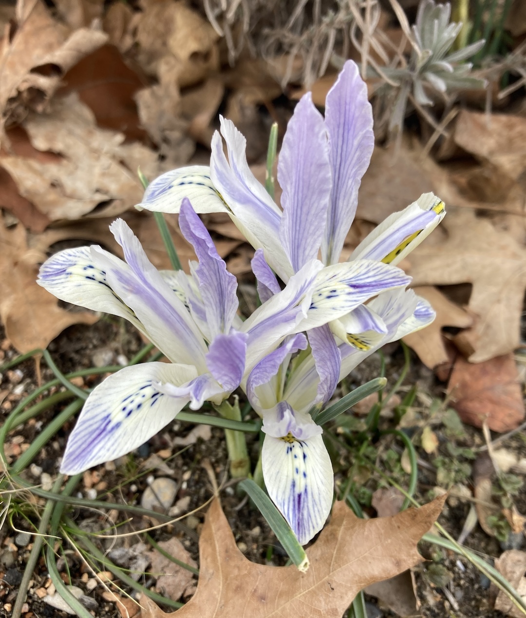 First Signs of Spring in Indiana - Fine Gardening