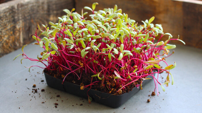 The Health Benefits and Culinary Magic of Microgreens and Sprouts ...