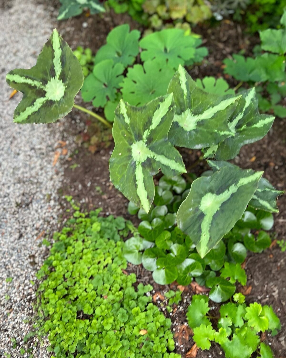GPOD on the Road: Here Come the Podophyllums! - Fine Gardening