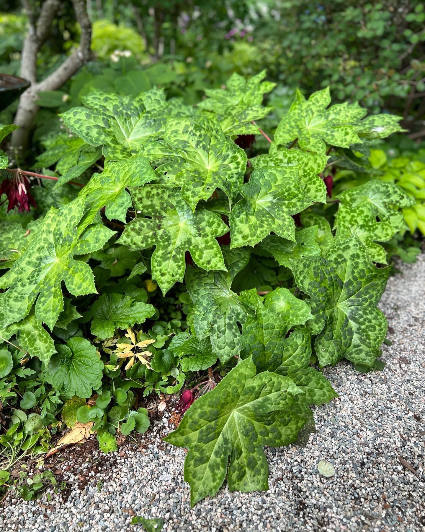 GPOD on the Road: Here Come the Podophyllums! - Fine Gardening