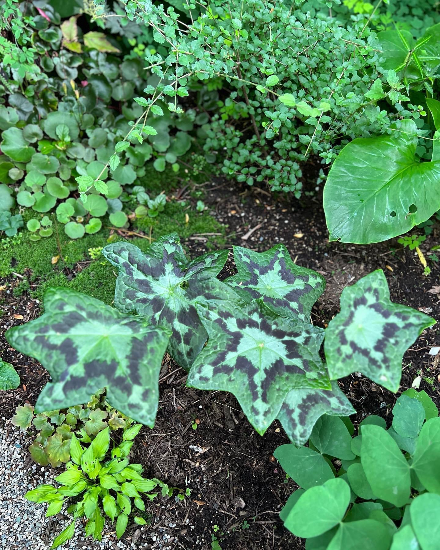 GPOD on the Road: Here Come the Podophyllums! - Fine Gardening