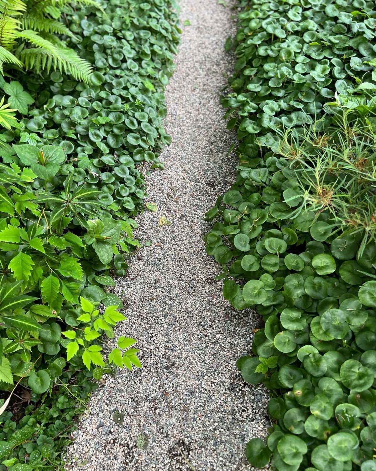 GPOD on the Road: Here Come the Podophyllums! - Fine Gardening