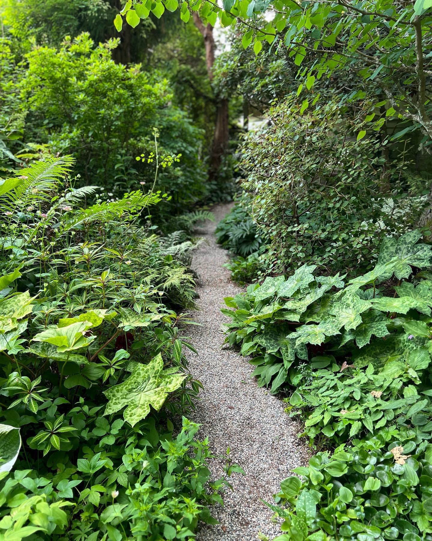GPOD on the Road: Here Come the Podophyllums! - Fine Gardening
