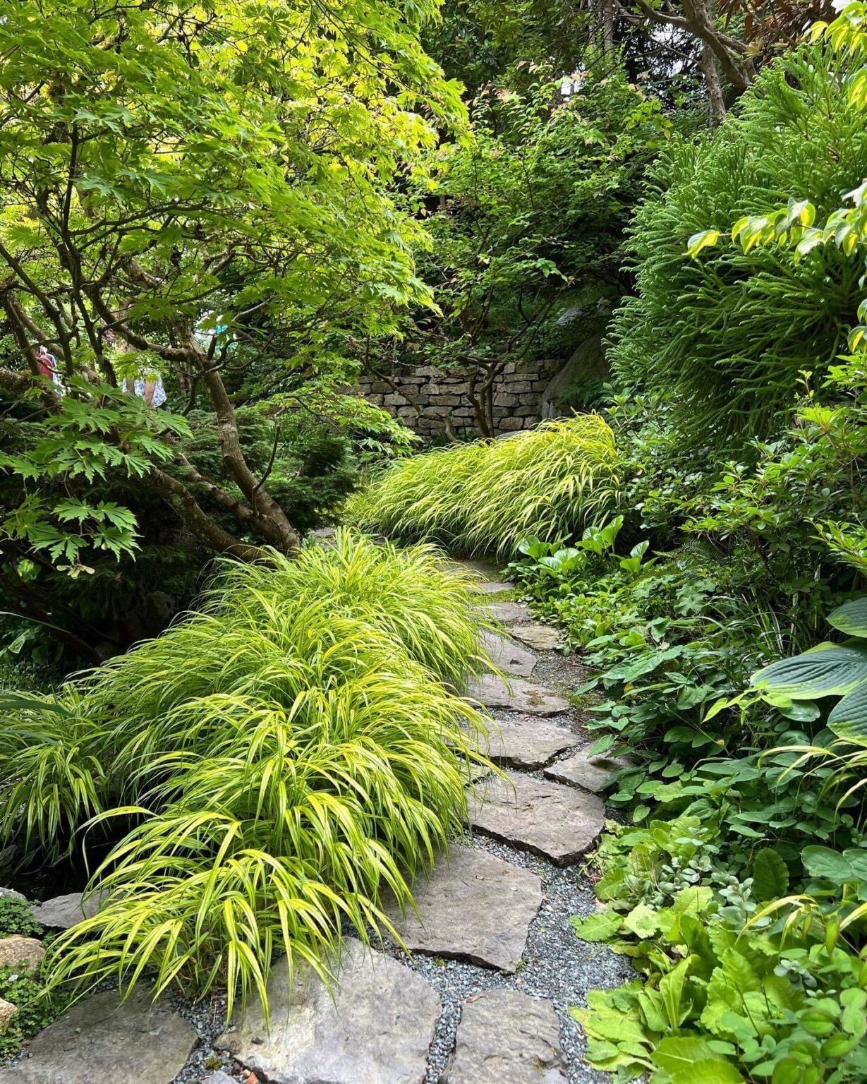 GPOD on the Road: Here Come the Podophyllums, Part 2 - Fine Gardening