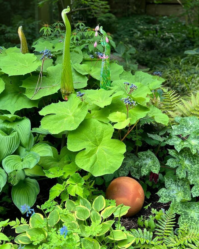 GPOD on the Road: Here Come the Podophyllums, Part 2 - Fine Gardening