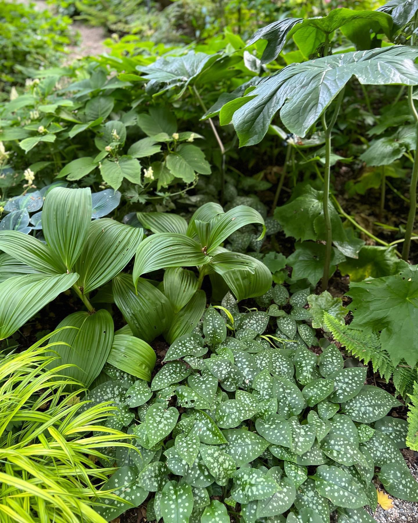 GPOD on the Road: Here Come the Podophyllums, Part 2 - Fine Gardening