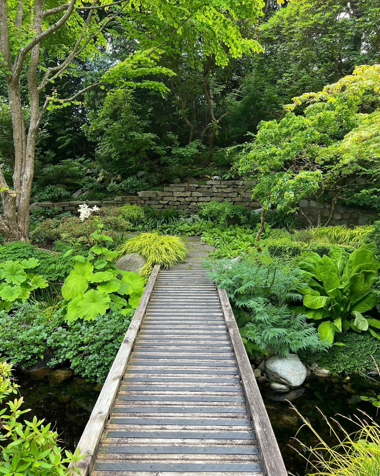 GPOD on the Road: Here Come the Podophyllums, Part 2 - Fine Gardening