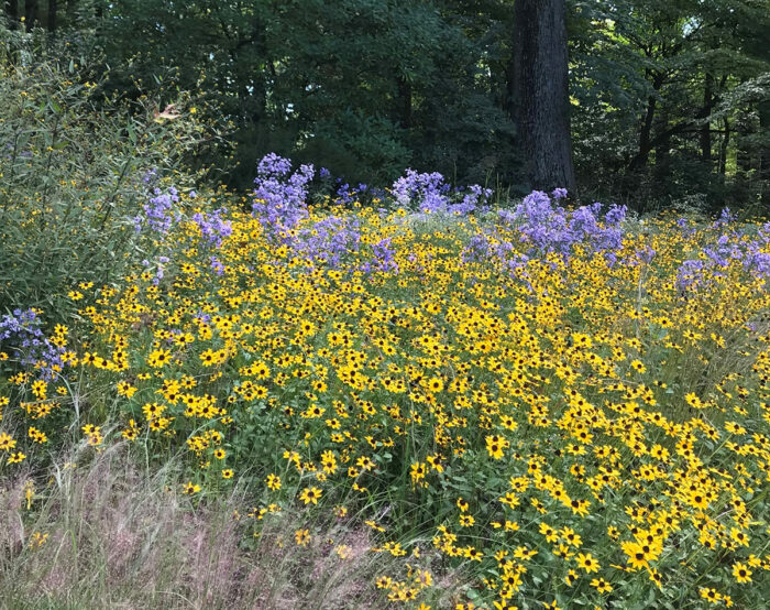 Pollinator Plants for Mid-Atlantic Gardens - Fine Gardening