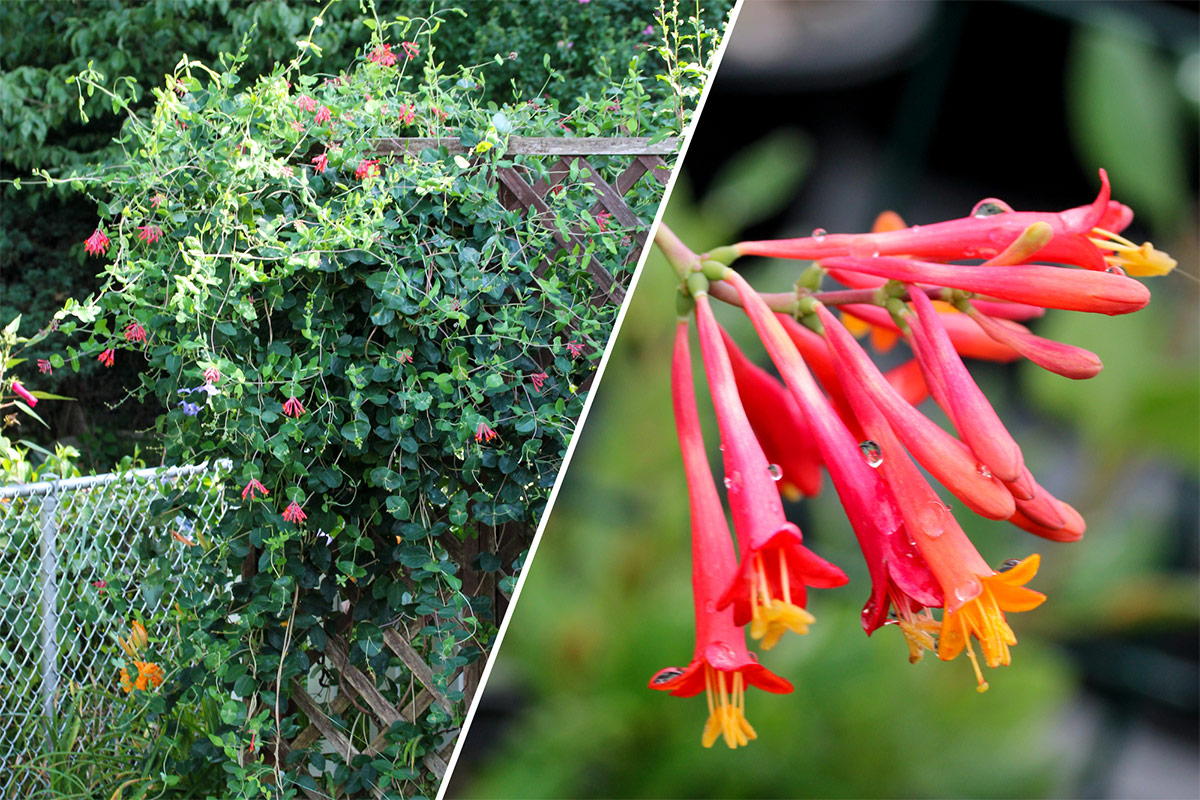 Beautiful Flowering Native Vines for the Southeast - Fine Gardening