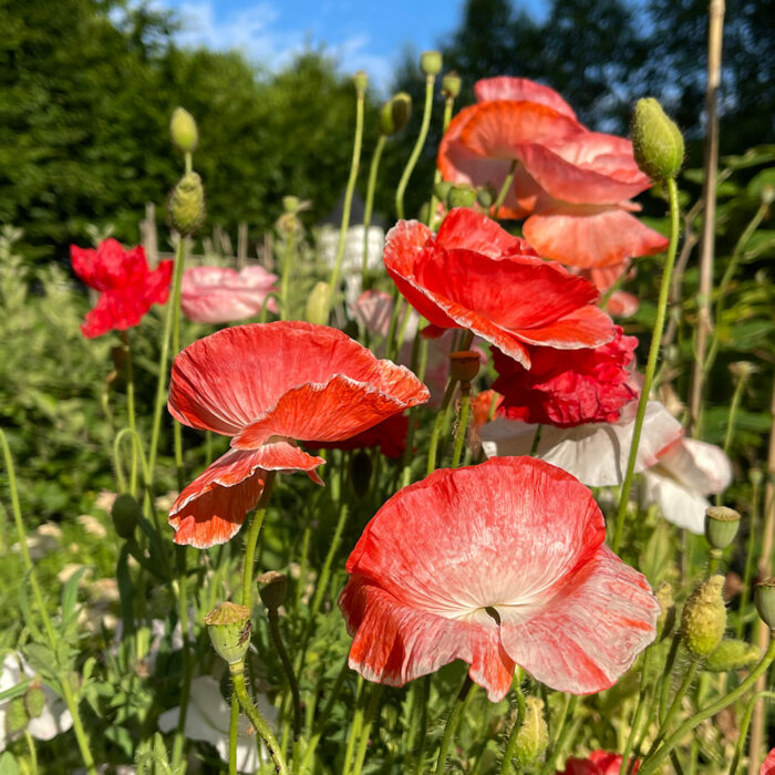 All About Growing Annual and Perennial Poppies - Fine Gardening