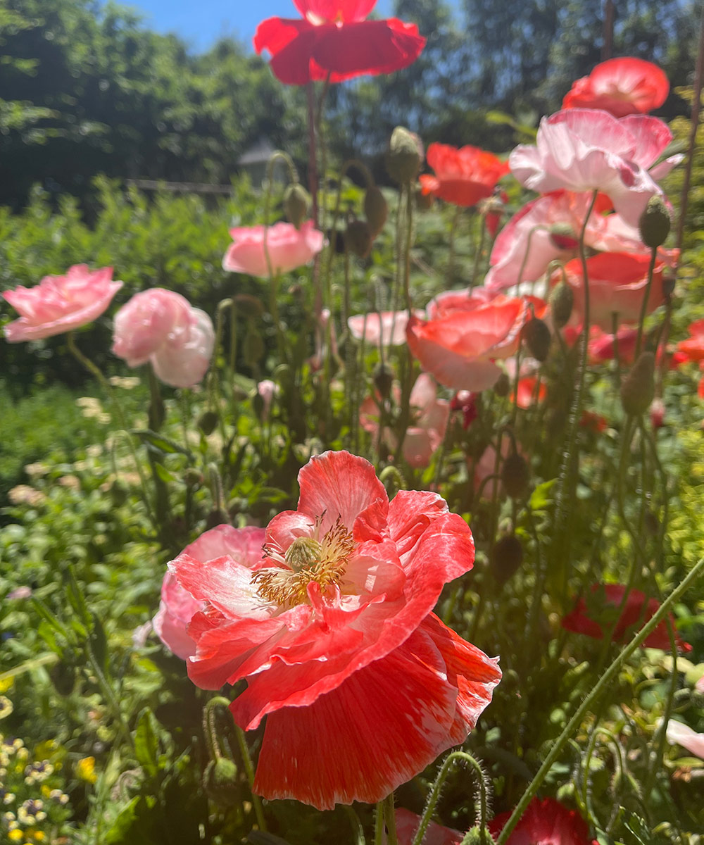 All About Growing Annual and Perennial Poppies - Fine Gardening