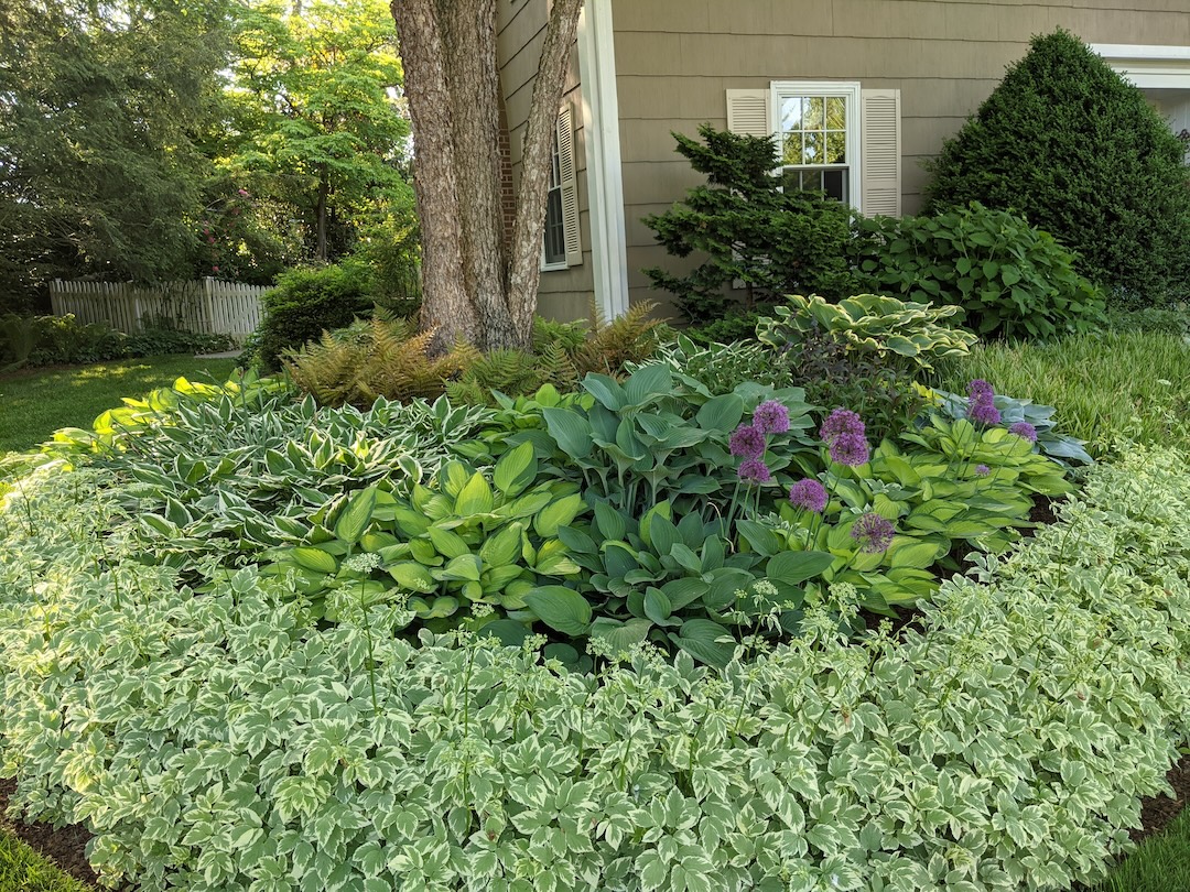 More in Sally’s Maryland Garden - Fine Gardening