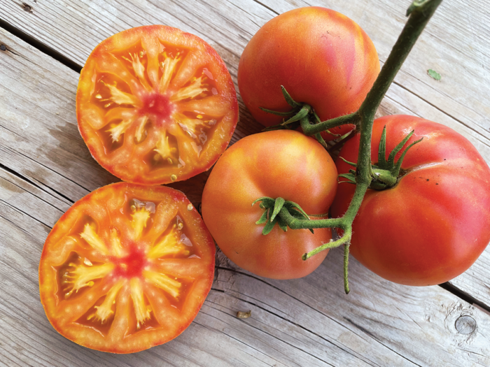 Dwarf Tomatoes Produce Abundant Fruit With a Small Plant - Fine Gardening