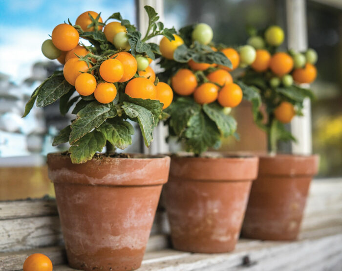Dwarf Tomatoes Produce Abundant Fruit With a Small Plant - Fine Gardening
