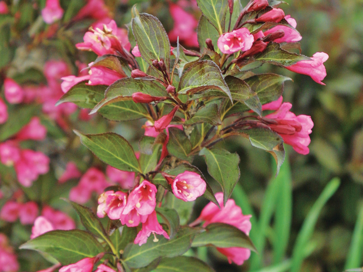 32 Plants for Sun and Shade That the Deer Won’t Devour - Fine Gardening