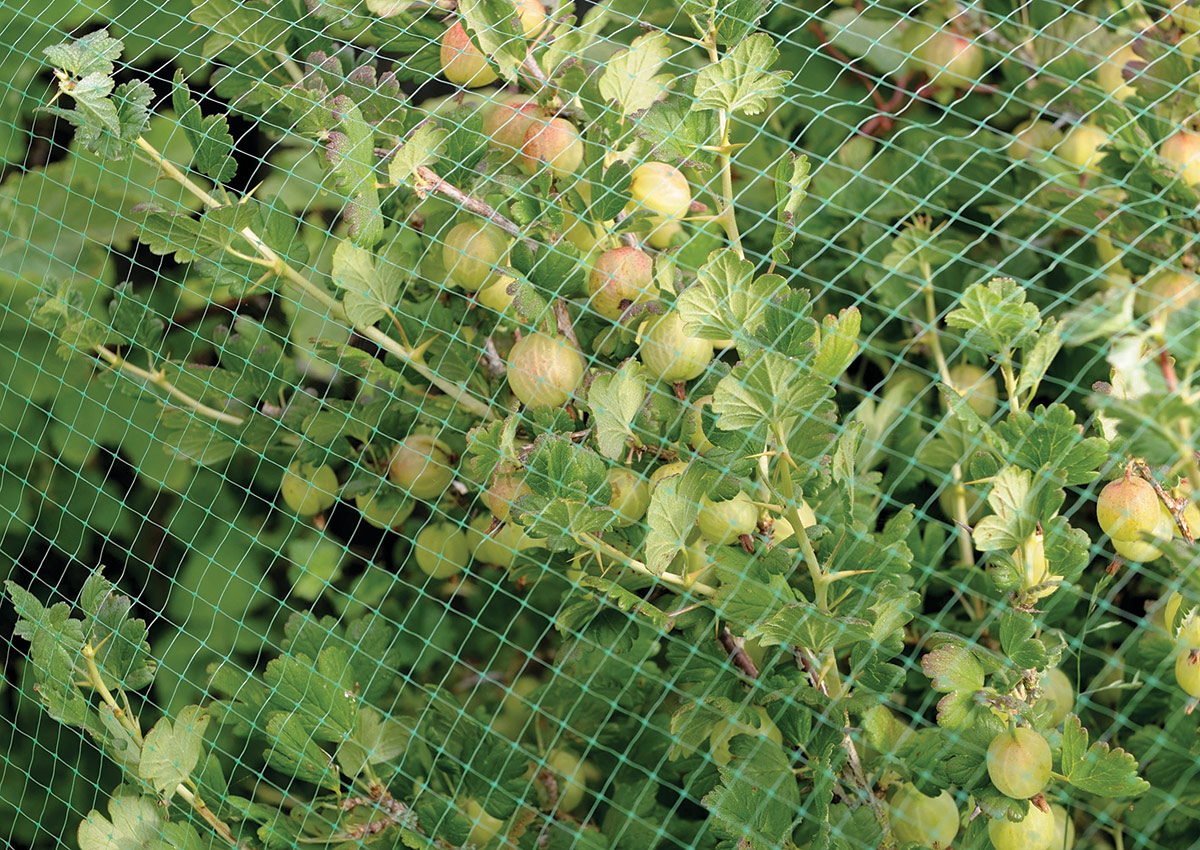 4 Techniques for Managing Deer in Your Garden - Fine Gardening