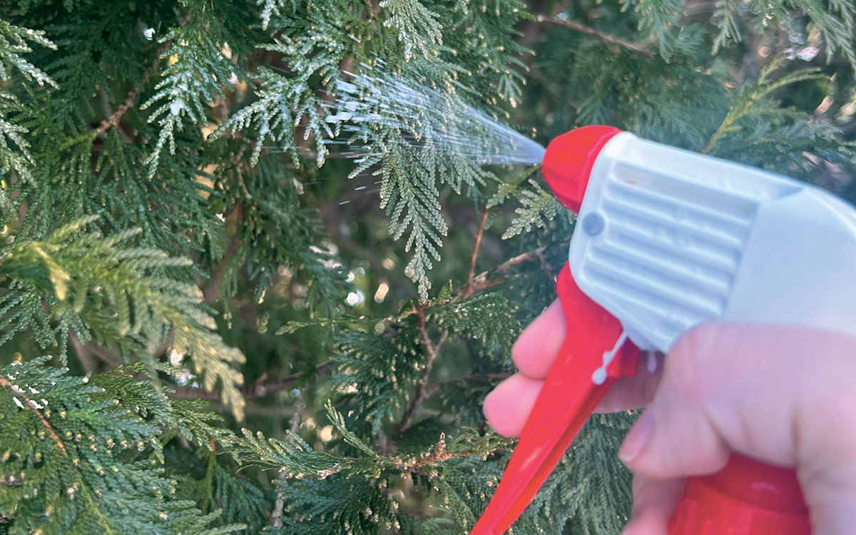 4 Techniques for Managing Deer in Your Garden - Fine Gardening