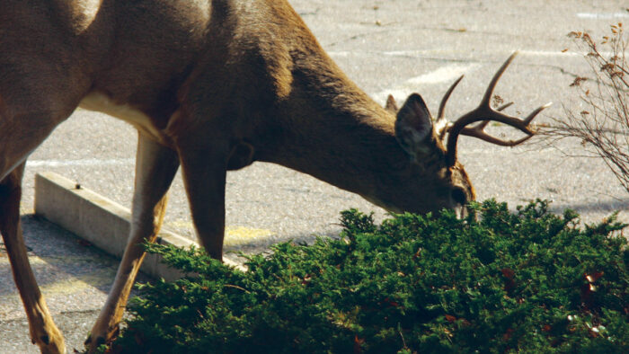 4 Techniques for Managing Deer in Your Garden - Fine Gardening