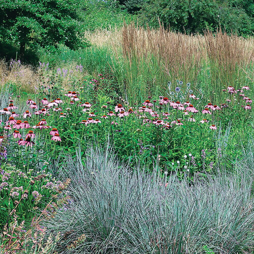 Fine Gardening – Issue 217 - Fine Gardening