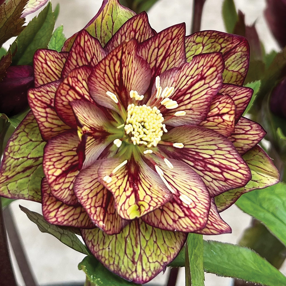 The Best Perennials for 2024 - Fine Gardening