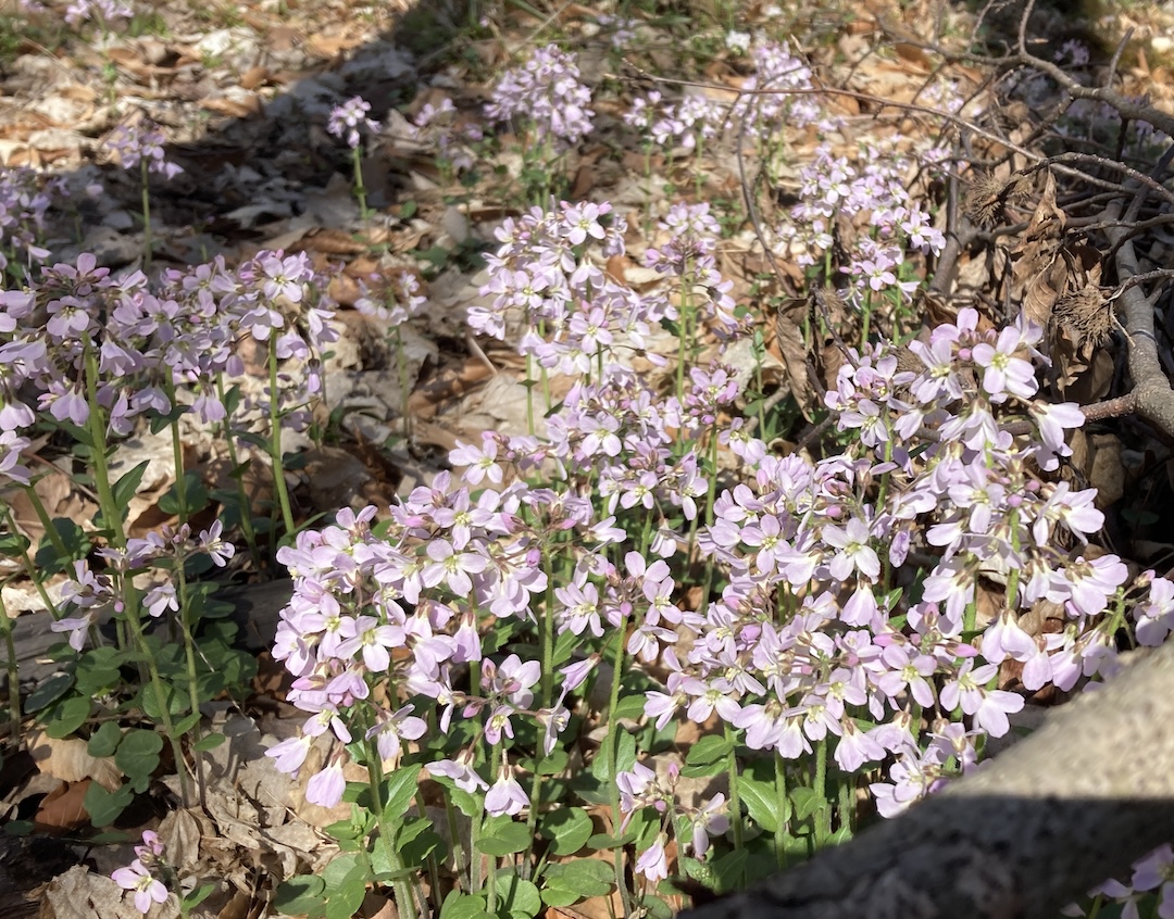 Native Spring Shows - Fine Gardening