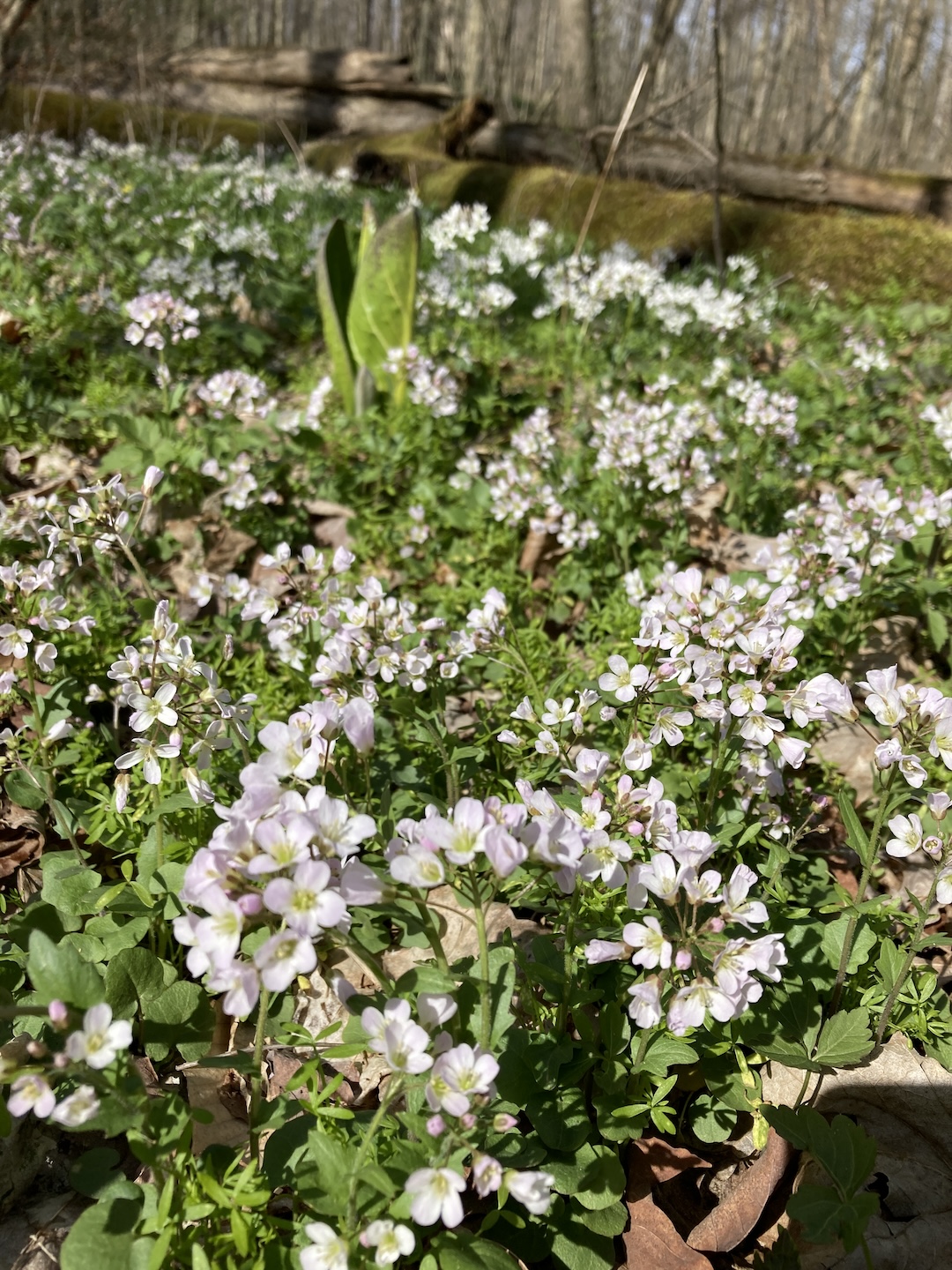 Native Spring Shows - Fine Gardening