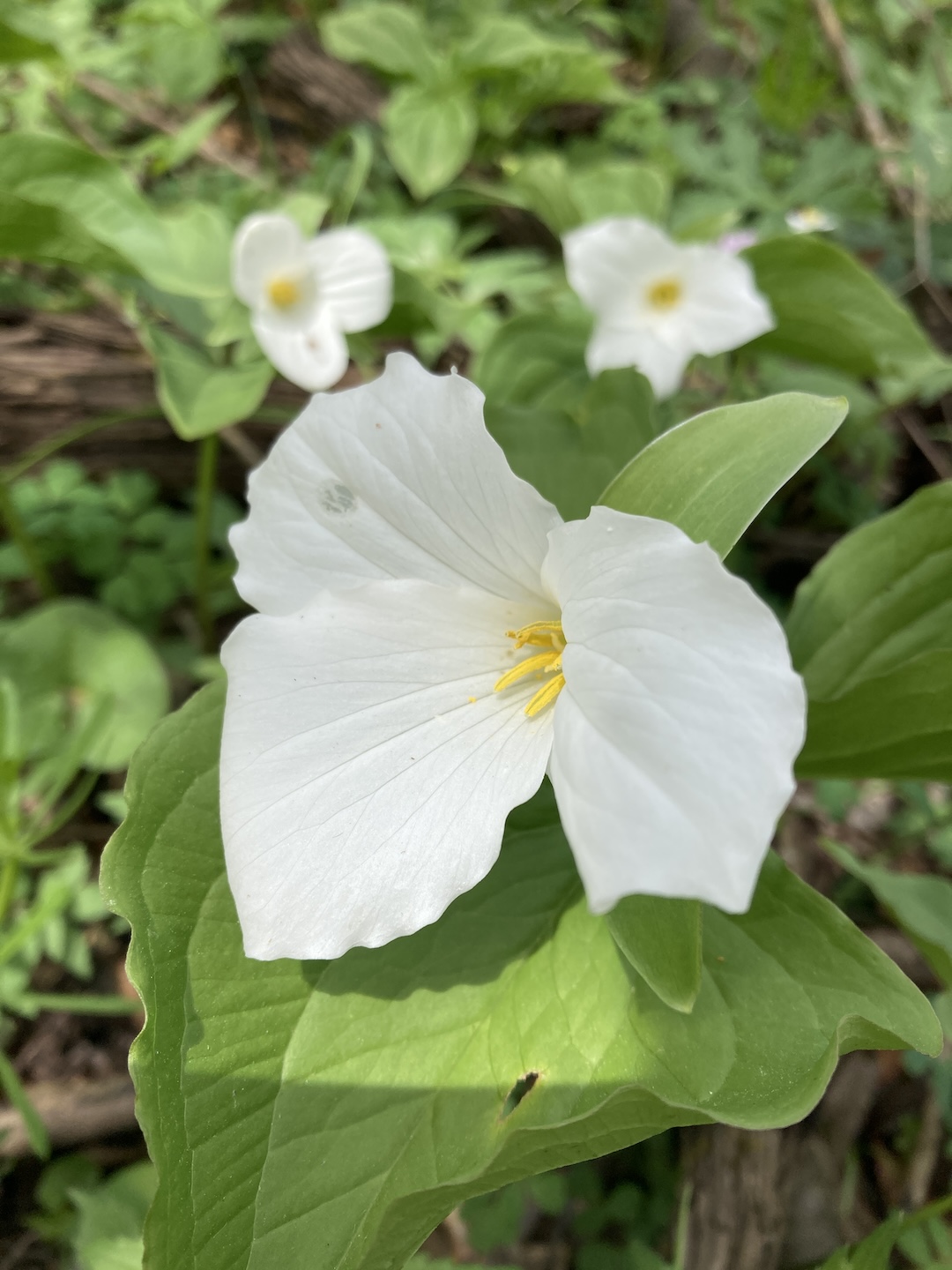 Native Spring Shows - Fine Gardening