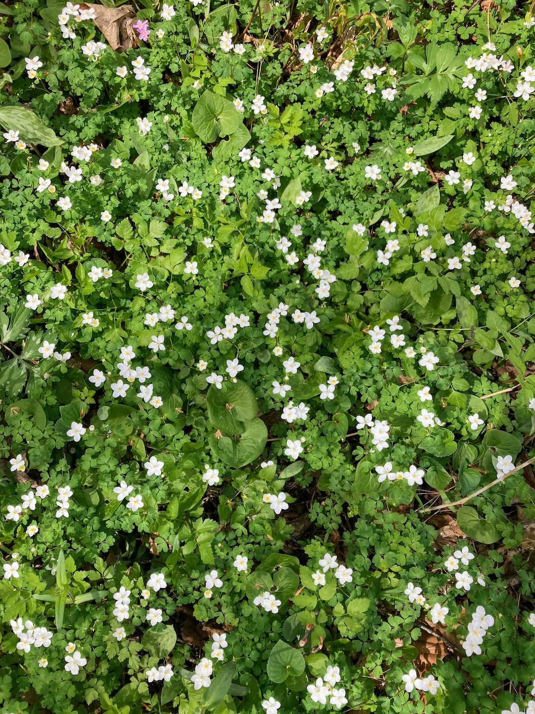 Native Spring Shows - Fine Gardening