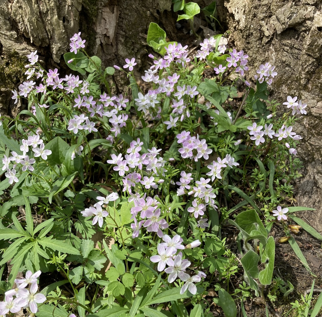 Native Spring Shows - Fine Gardening
